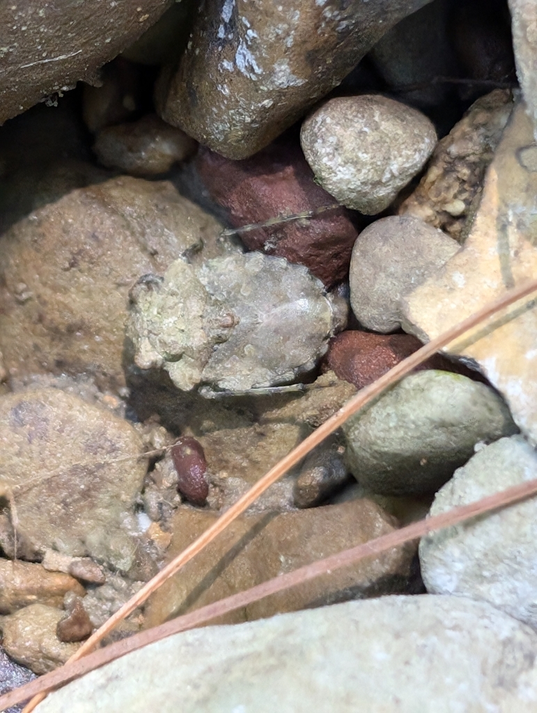 Big-eyed Toad Bug from Washington Township, IN, USA on July 7, 2024 at ...