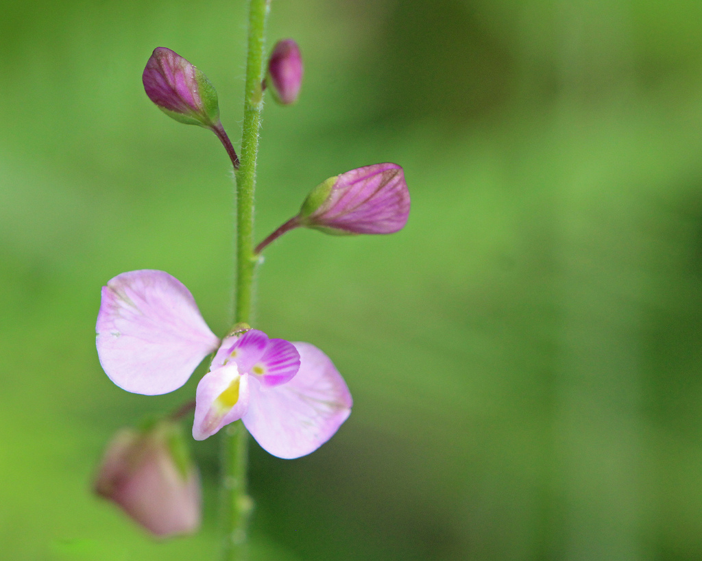 Showy milkwort from Ethel, Florida, United States on July 6, 2024 at 10 ...