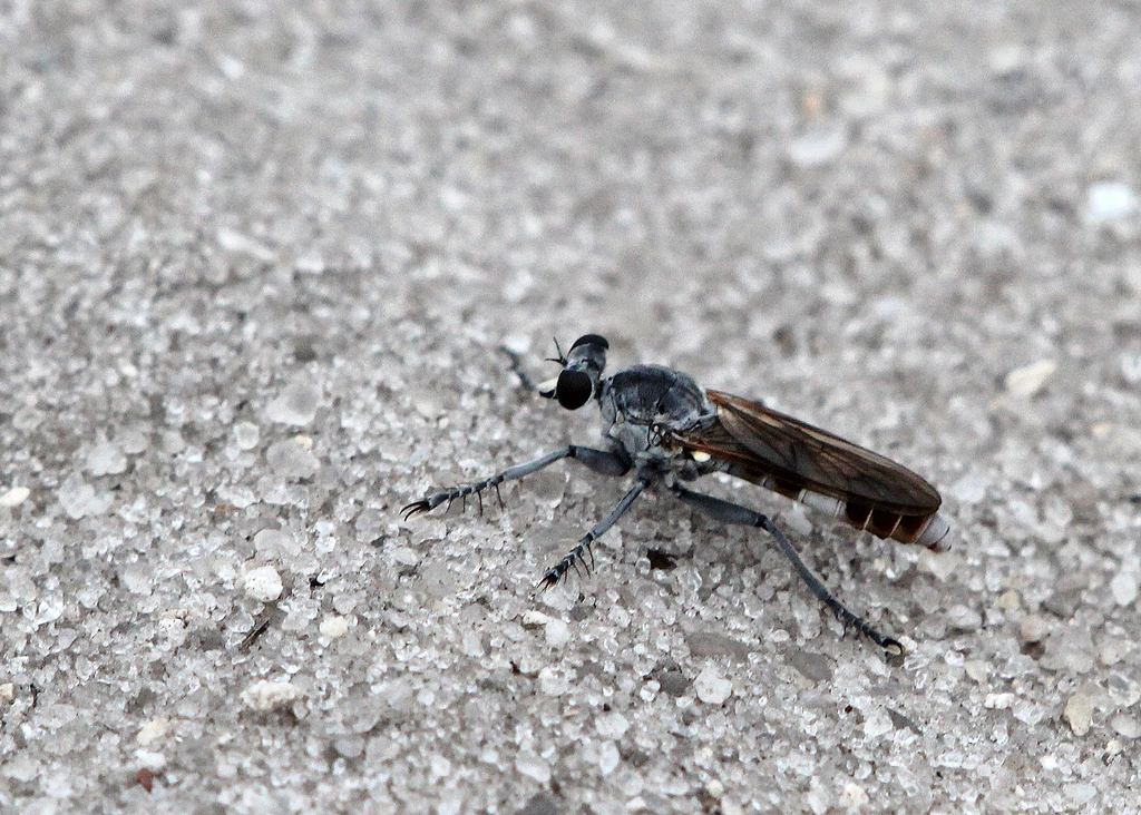 Three-banded Robber Fly from Ethel, Florida, United States on July 6 ...