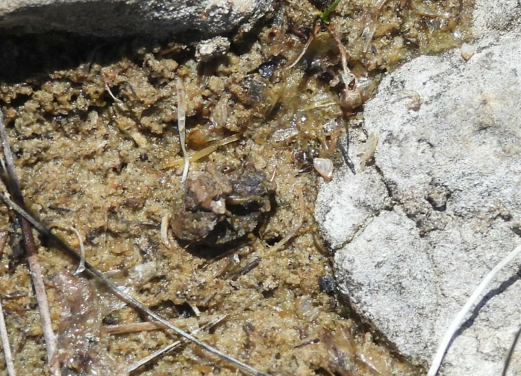 Big-eyed Toad Bug from Bruce County, ON, Canada on July 1, 2024 at 01: ...