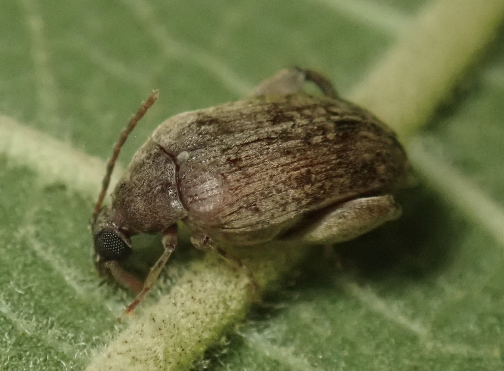 Bean Weevil from Guanacaste Province, Coco, Costa Rica on June 10, 2024 ...