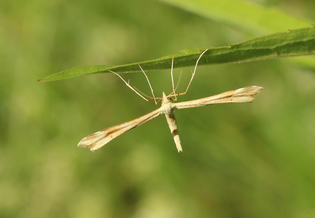 Yarrow Plume Moth from Коломенский р-н, Московская обл., Россия on June ...
