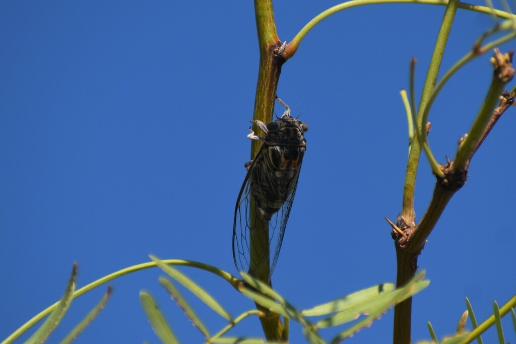Scrub Cicadas from Aldama, Chih., México on July 7, 2024 at 09:16 AM by ...