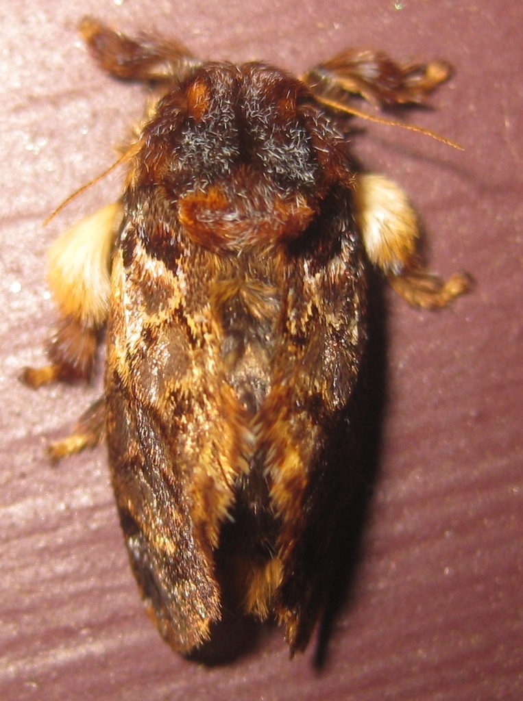 Hag Moth (Limacodidae of the US and Canada) · iNaturalist