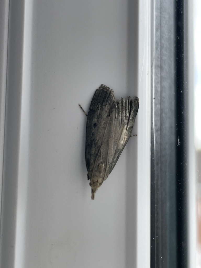 Bee Moth from Burntwood, UK on 01 July, 2024 at 02:58 PM by ...