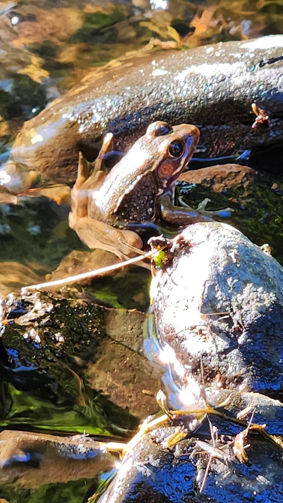 American Water Frogs from Strafford County, US-NH, US on July 7, 2024 ...