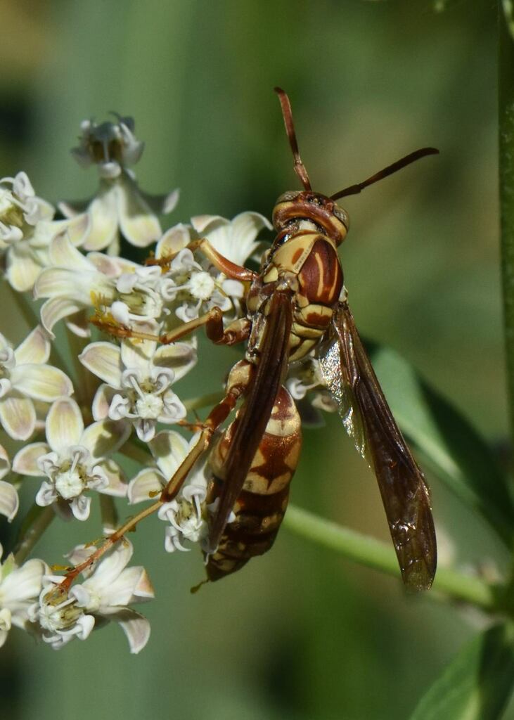 Apache Paper Wasp from Silo Ct, Anderson, CA 96007, USA on July 5, 2024 ...