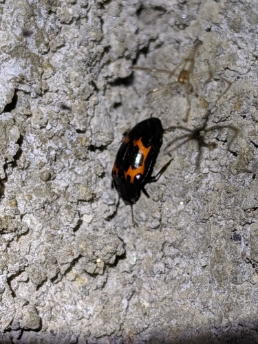 Aulacochilus issikii · iNaturalist