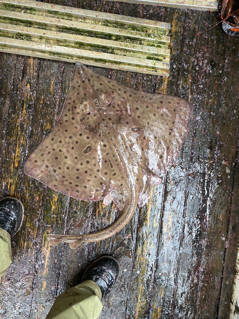 Barndoor Skate (Dipturus laevis) - Marine Life Identification