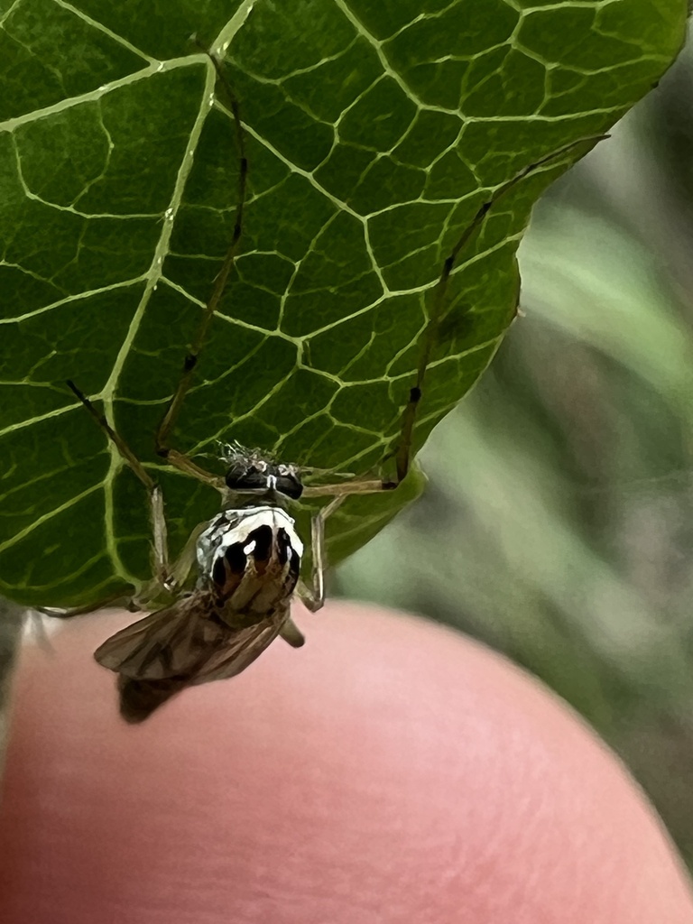 Goeldichironomus carus from Austin, TX, US on July 7, 2024 at 11:30 AM ...