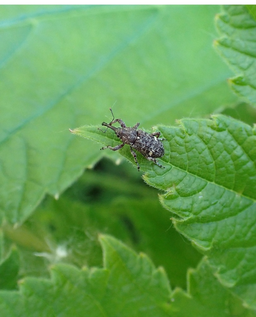 True Weevils from Foothills County, AB, Canada on July 6, 2024 at 10:25 ...