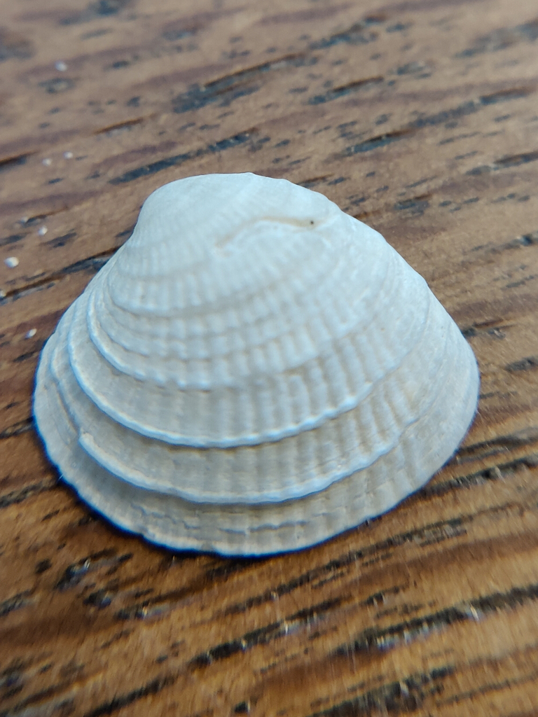 Cross-barred Venus from Manatee County, FL, USA on July 7, 2024 at 06: ...