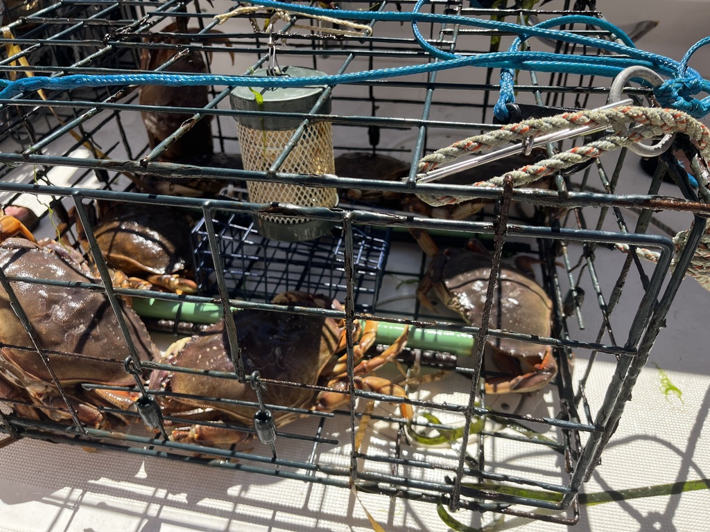 Dungeness Crab from Possession Sound, Everett, WA, US on July 7, 2024 ...