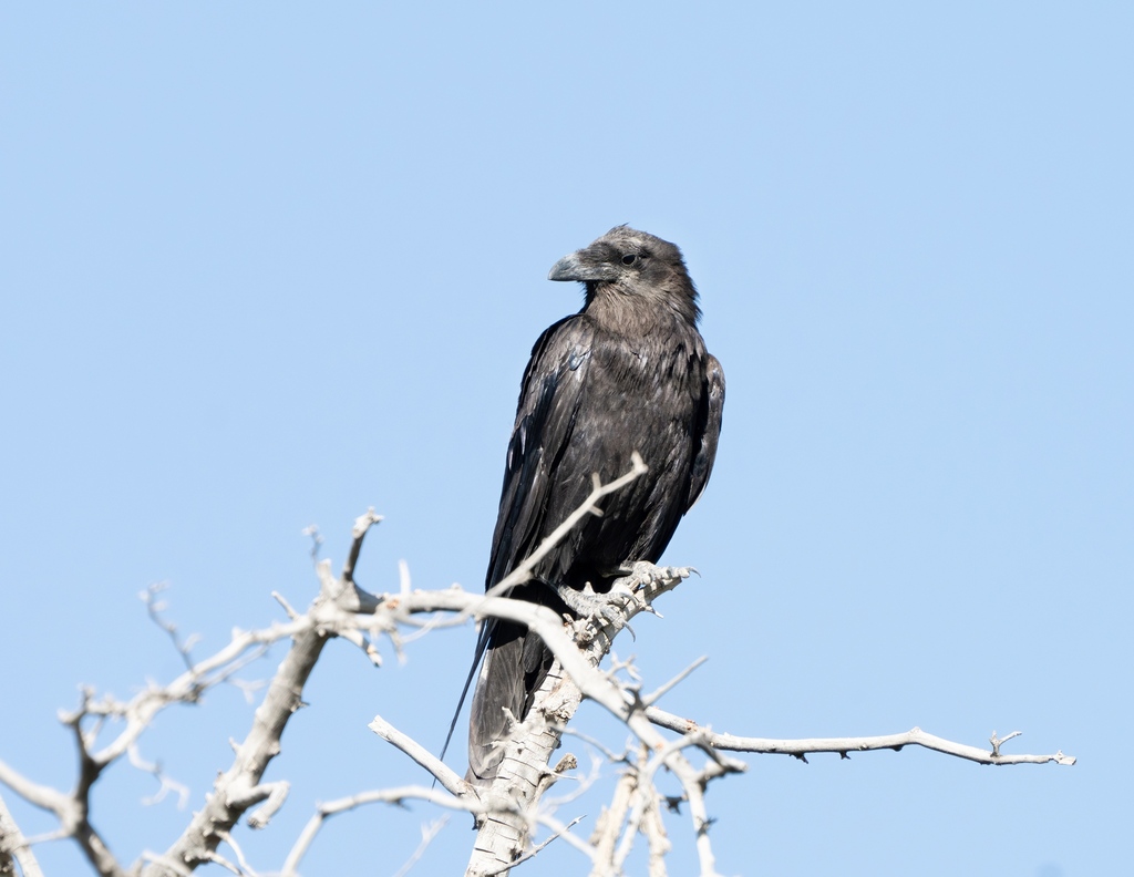 Common Raven from Clark County, NV, USA on July 6, 2024 at 08:13 AM by ...