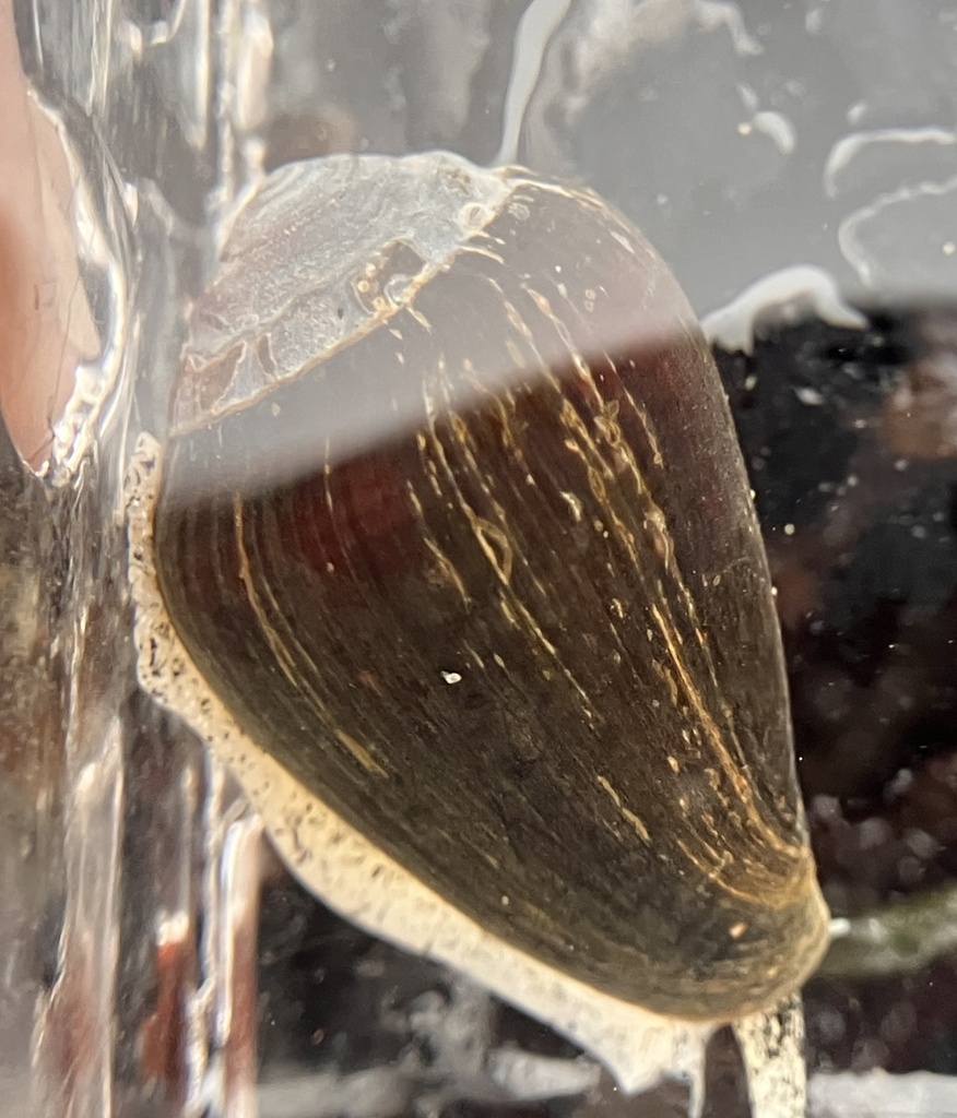 California Cone from North Pacific Ocean, CA, US on July 7, 2024 at 07: ...