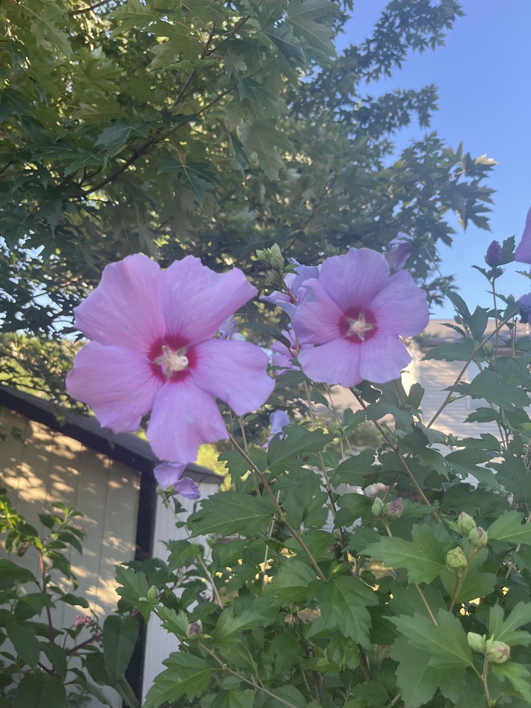 common hibiscus from Fawn Dr, Harrison, OH, US on July 7, 2024 at 07:07 ...