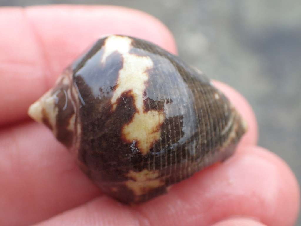 Gourd Rock Snail from Marino Ballena, Osa, Puntarenas, Costa Rica on ...