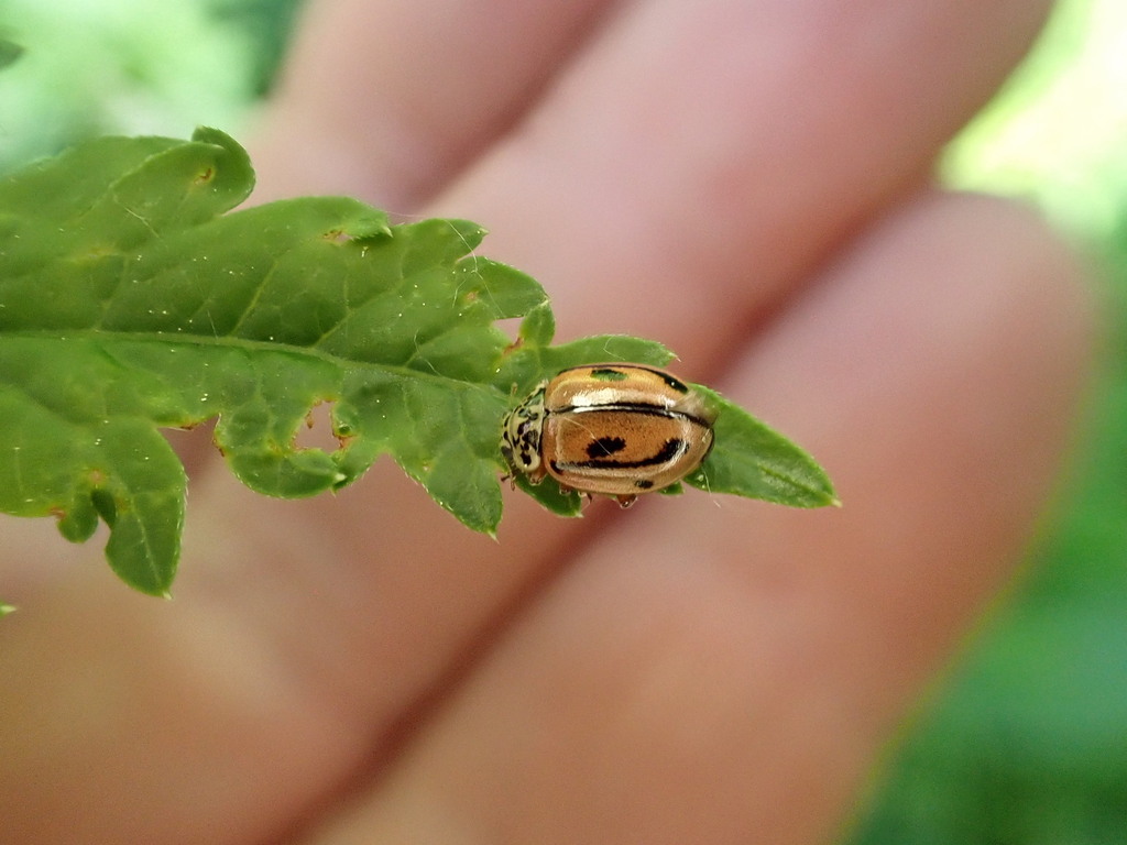 Hudsonian Ladybird from Foothills County, AB, Canada on July 6, 2024 at ...