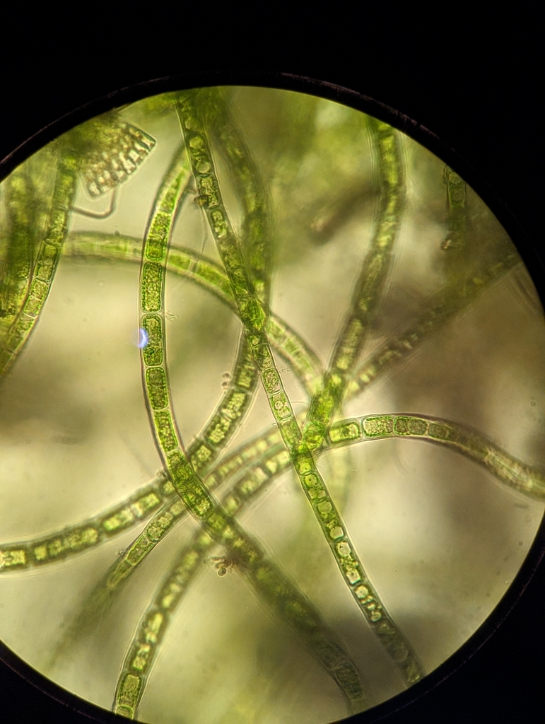 (Microspora) - Botanical Realm