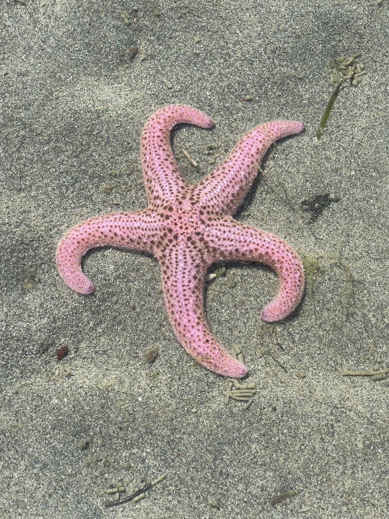 Giant Pink Sea Star from Henderson Bay, Gig Harbor, WA, US on July 7 ...