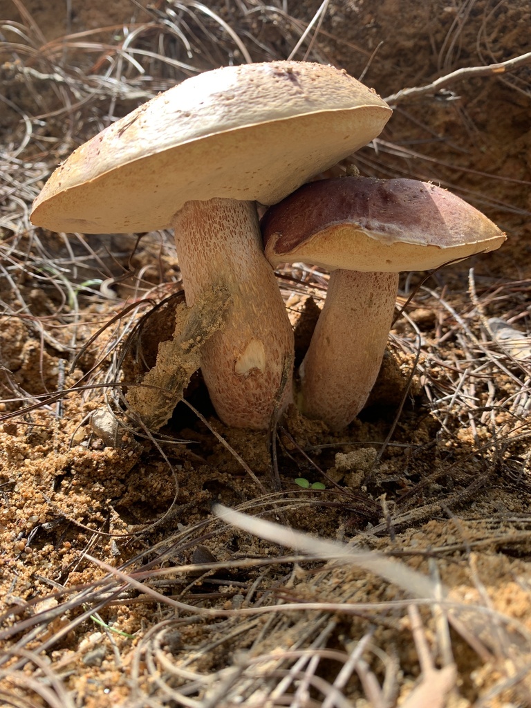 Hongos cemitas o pambazos desde Oaxaca, MX el 06 de julio de 2024 a las ...