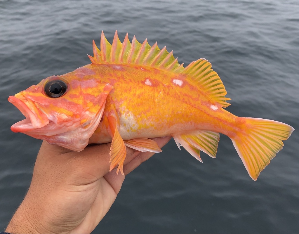 Rosy Rockfish (Sebastes rosaceus) - Marine Life Identification