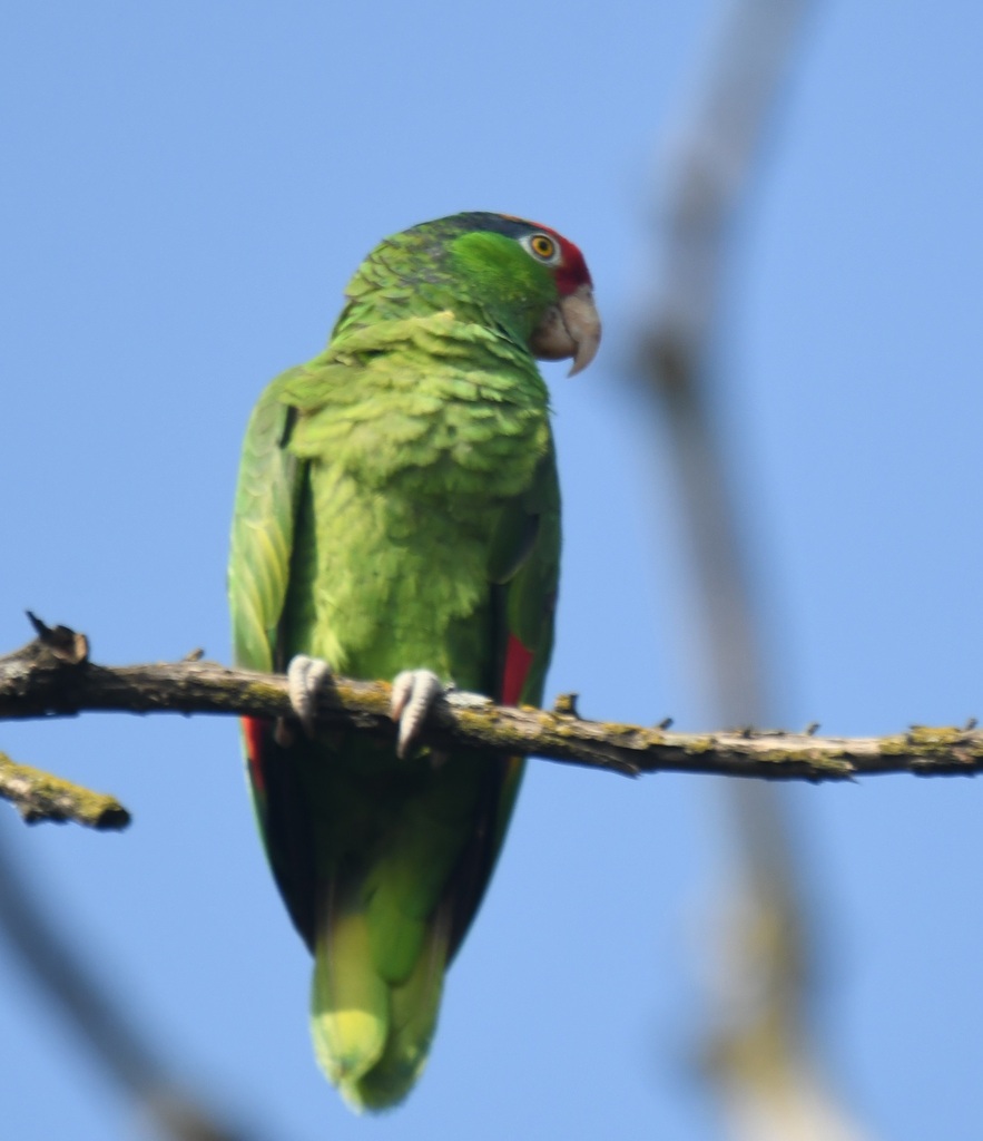 Red-crowned Parrot in July 2024 by Leonardo Guzmán · iNaturalist