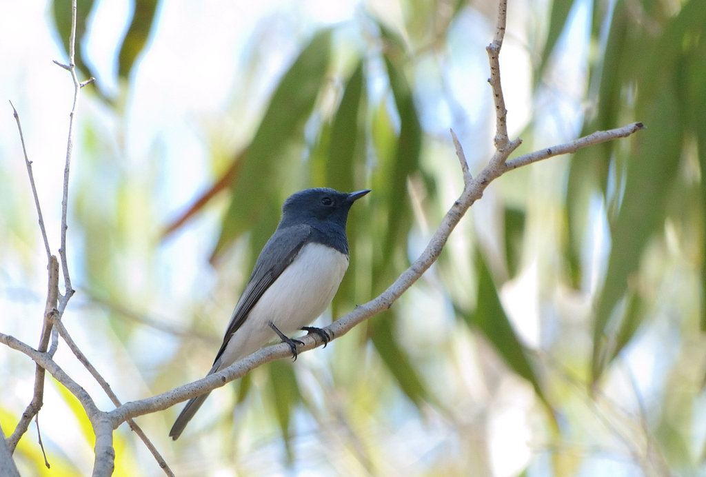 Leaden Flycatcher from Nelly Bay QLD 4819, Australia on September 2 ...