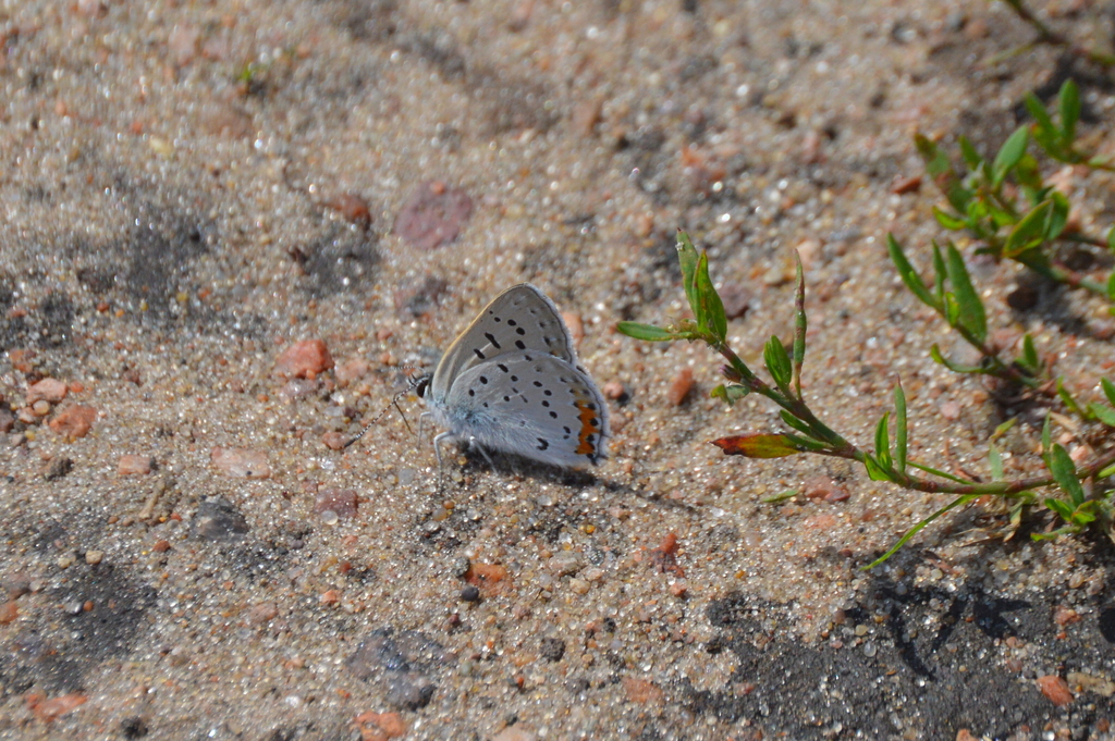 Gray Copper in July 2024 by dan_tree · iNaturalist