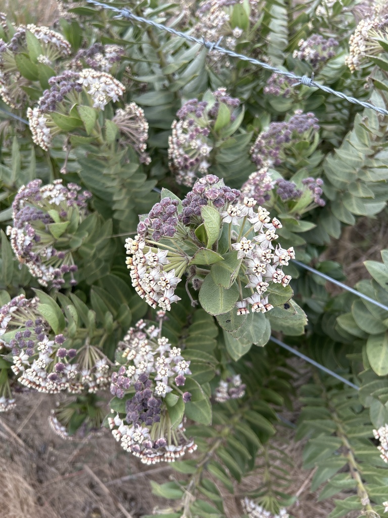 wild cotton from Cambridge Ward, Mount Cottrell, VIC, AU on July 8 ...
