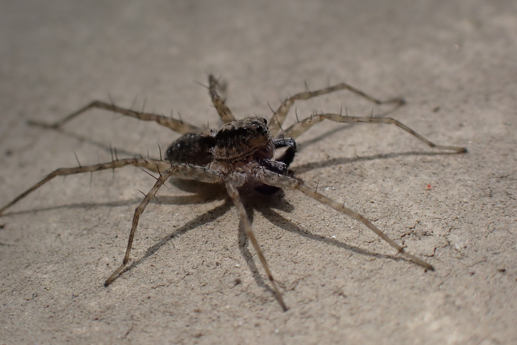 Shore Spider from Prairie Oaks Metro Park, Hilliard, OH, US on July 7 ...