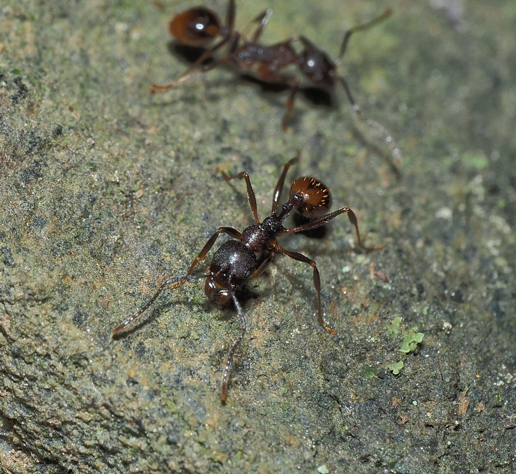 Tawny Collared Ant from Watauga, North Carolina, United States on July ...