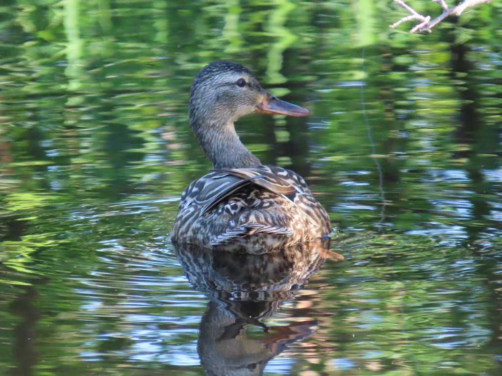 Mallard from Nara Nature Park, Houghton, Michigan on July 1, 2024 at 04 ...