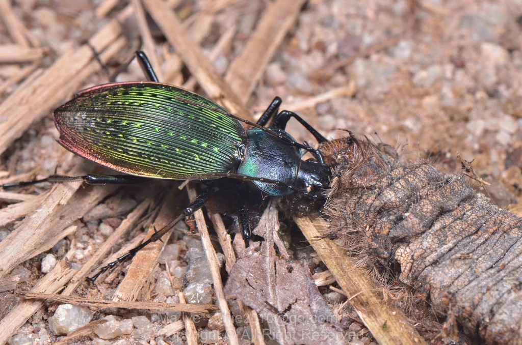Carabus prodigus from 中国广东省广州市花都区 on July 6, 2024 at 03:32 PM by ...