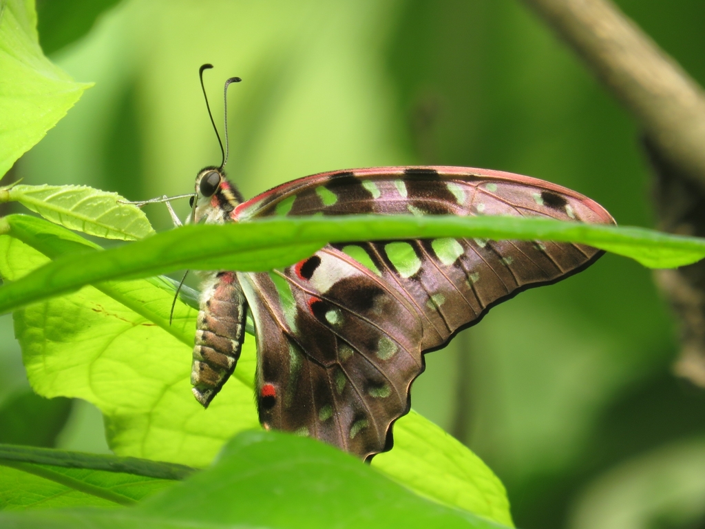 Tailed Jay from Bongal Gaon Bor-Namghar on June 25, 2024 at 08:07 AM by ...