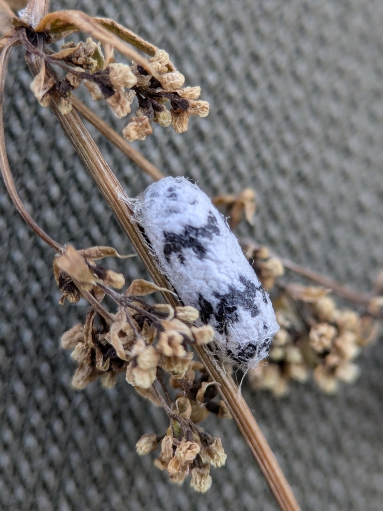 Charops from Rimouski-Neigette, QC G0L 1B0, Canada on July 7, 2024 at ...