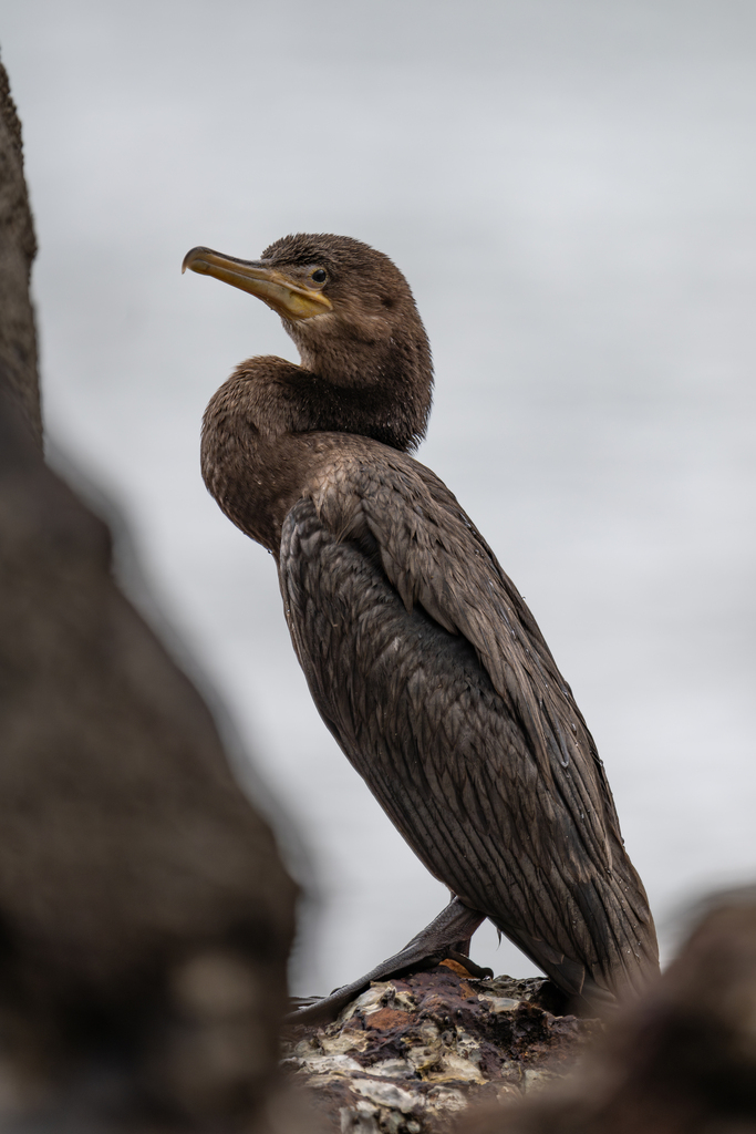 Neotropic Cormorant from Playa Bonita - Mangrove, Panama on June 13 ...