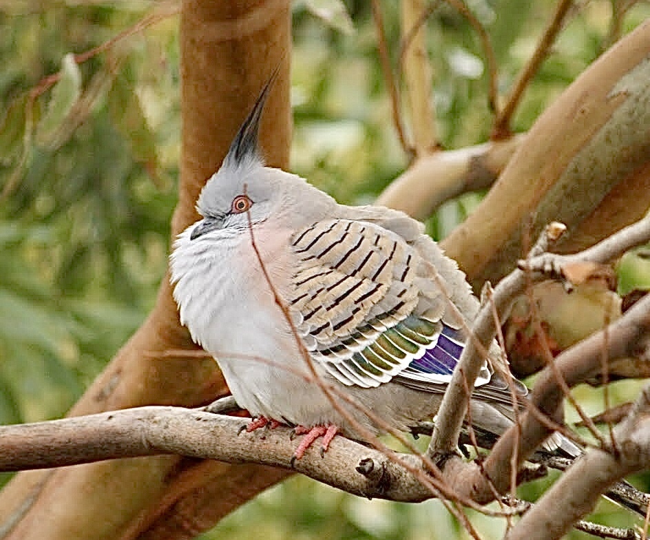 Crested Pigeon from Adelaide SA, Australia on July 7, 2024 at 10:36 AM ...