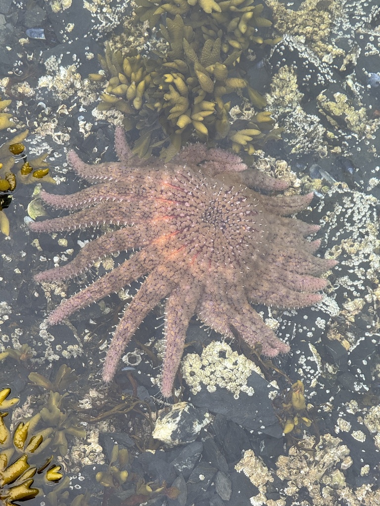 Sunflower Sea Star from Kodiak, AK, USA on June 30, 2024 at 12:07 PM by ...