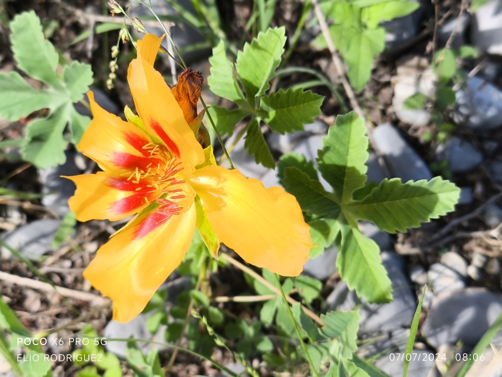Wright's Yellowshow in July 2024 by Elio Rodríguez · iNaturalist