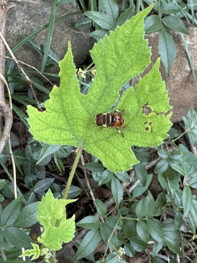 Phytomia errans from 蜀山森林公园, 合肥市, 安徽省, CN on July 8, 2024 at 10:37 AM by fangchen · iNaturalist