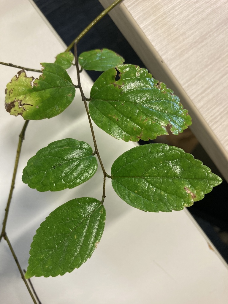 Chinese Hackberry from TAFE Queensland, Burnside, QLD, AU on July 8 ...