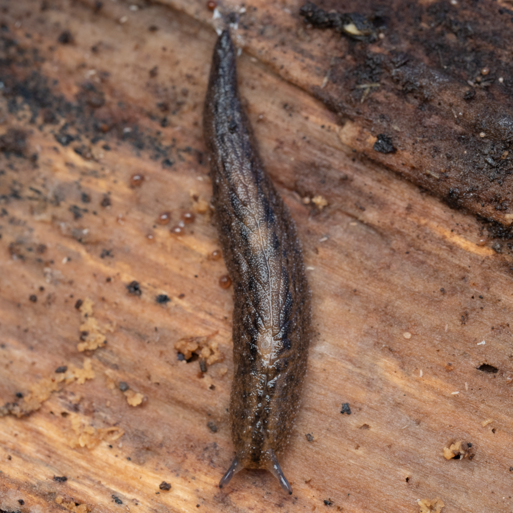Leaf-veined Slugs from Kaiapoi, New Zealand on July 8, 2024 at 03:55 PM ...