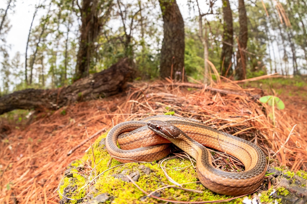 Crowned Graceful Brown Snake in July 2024 by Leonardo Martínez-Campos ...