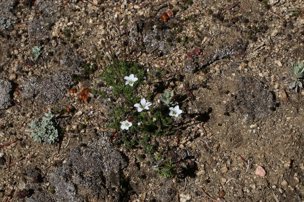 alpine sandwort from Clear Creek County, CO, USA on July 4, 2024 at 09: ...