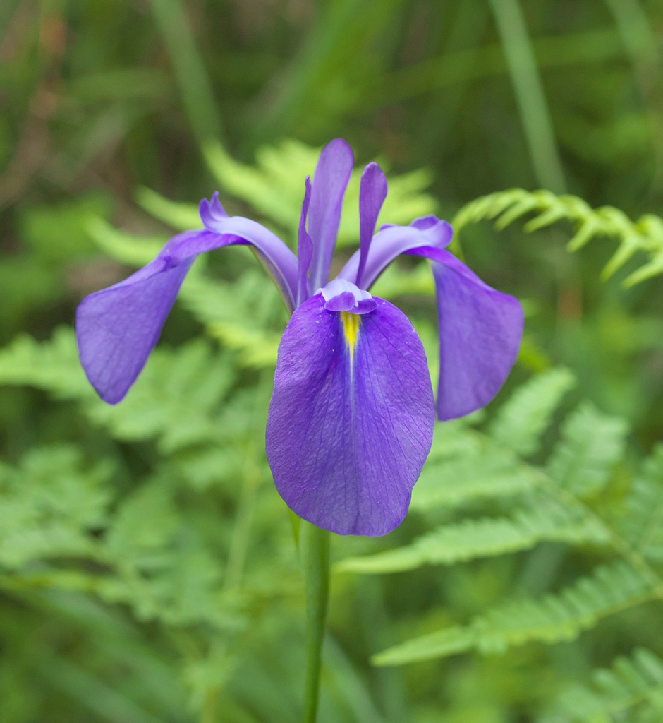 Japanese iris in July 2024 by 空猫 T. N. 富士山麓の本栖高原にて。富士山周辺特有の青紫系のノハナショウブ ...