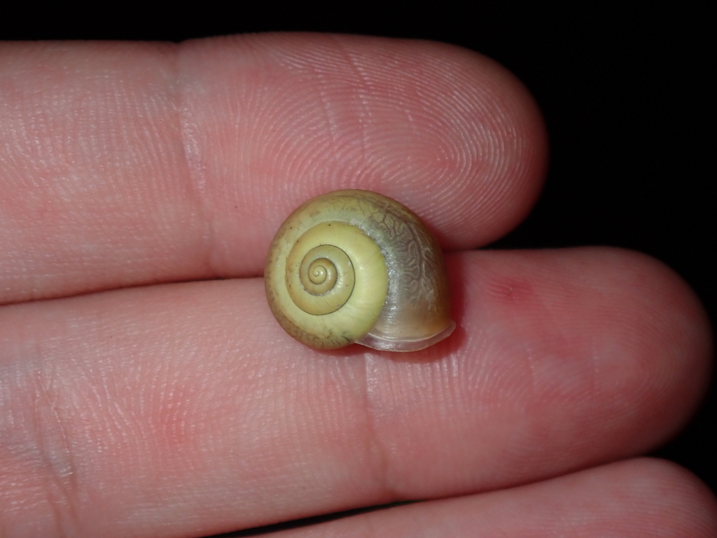 Bradybaena qixiaensis in July 2024 by rainbowlkc · iNaturalist