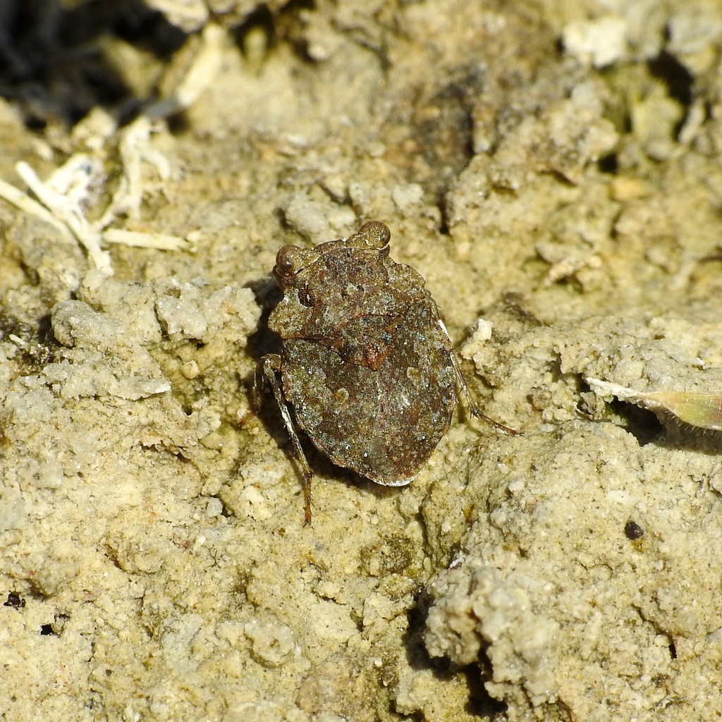 Big-eyed Toad Bug in July 2024 by Donna J. Parry · iNaturalist