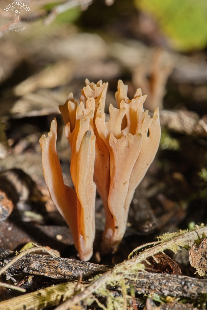 Gomphaceae from Hatepe 3382, New Zealand on July 8, 2024 at 02:09 PM by ...