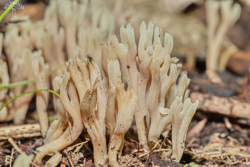 Fungi Including Lichens from Hatepe 3382, New Zealand on July 8, 2024 ...